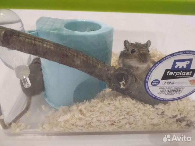 Песчанки с контейнером