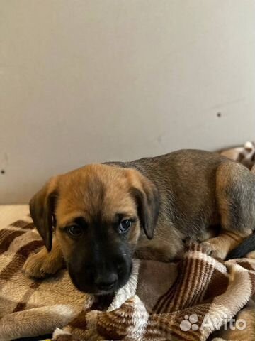 Стаффордширский терьер смесь