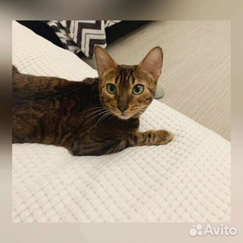 Бенгальская кошка Бриана 2 года в дар