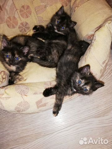 Сладкие милашки -крошки черепашки