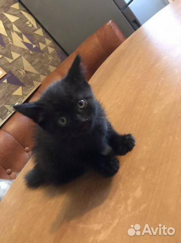 Кошка