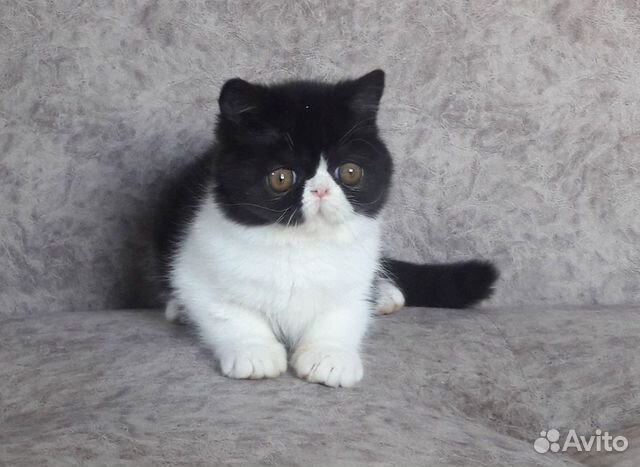 Котик Экзот