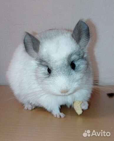 Шиншилла белый Вильсон, носитель ангоры