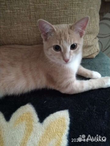 Мишаня,котенок,4 мес