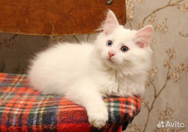 Белый котик с разноцветными глазами, кот-светофор