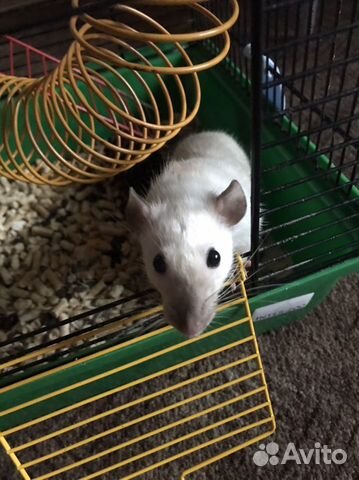 Сиамская крыса в добрые руки