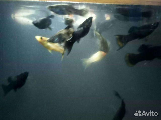 Рыбка моллинезия и пецилия