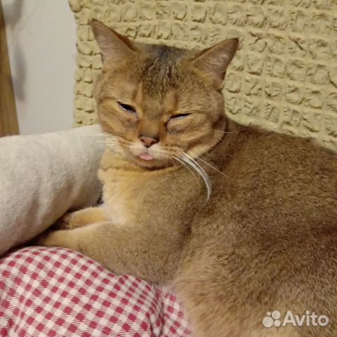 Отдам потеряшку кота