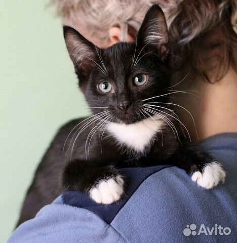 Котенок Тиль в добрые руки