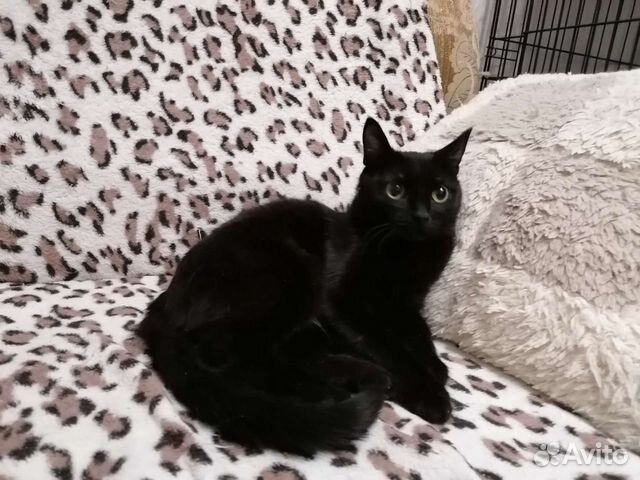 Кошка Ксюша, стерилизована