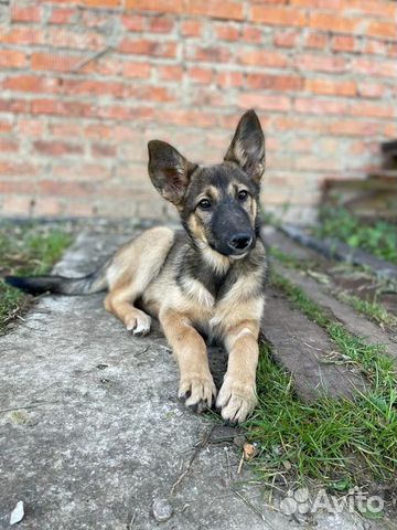 Щенок помесь Немецкой овчарки