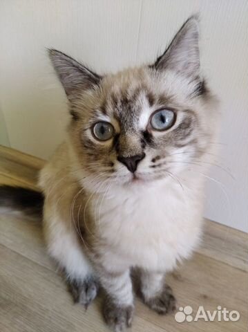 Отдам кошечку