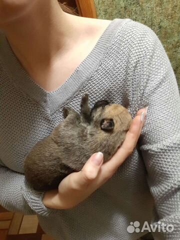 Щенки немецкой овчарки