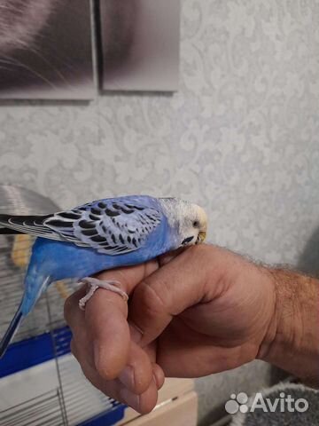 Попугай Гоша