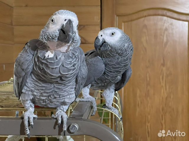Пара попугаев Жако