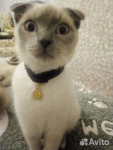 Ищем невесту, шотландскому мальчику