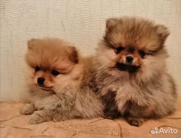Померанский шпиц девочка