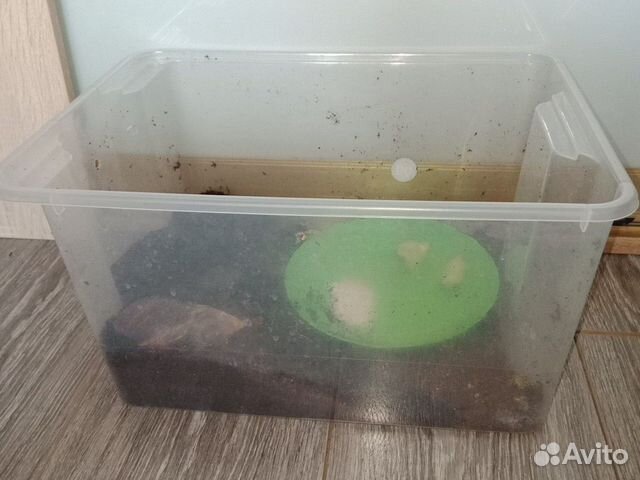 Продаются две улитки ахатины