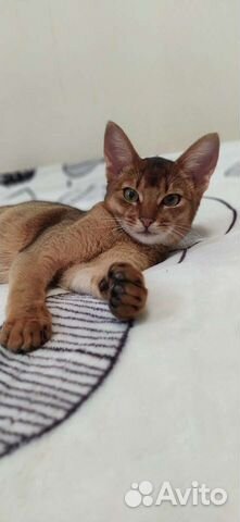 Абиссинская кошка (котенок)