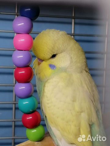 Выставочный волнистый попугай Чех