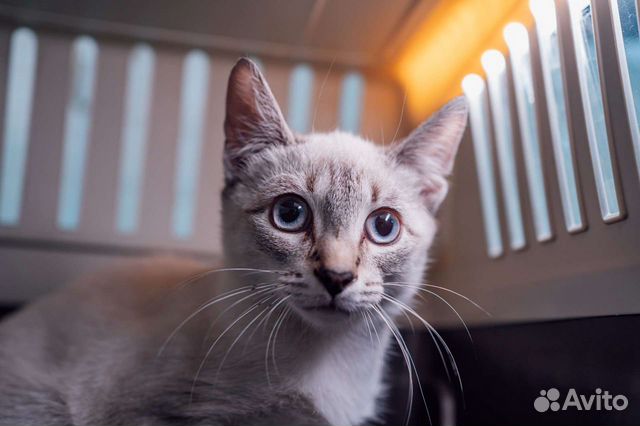 Котёнок Коржик