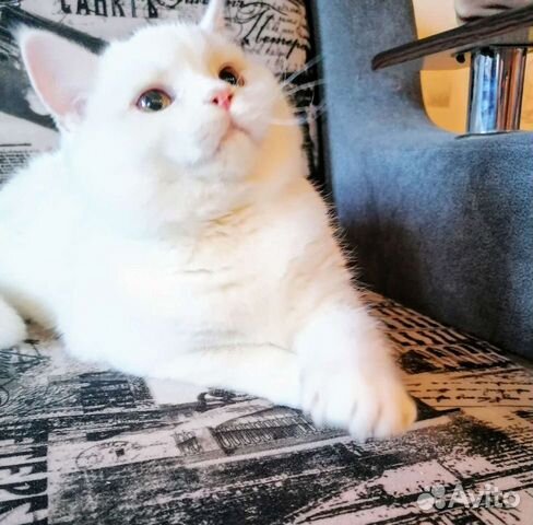 Белоснежный плюшевый мишка, котик, 4мес