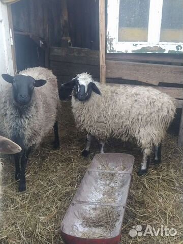 Овцы бараны
