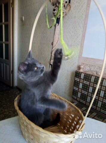 Серенькая кошечка 3 месяца