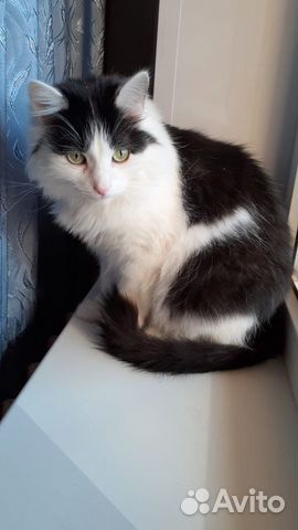 Котики бесплатно