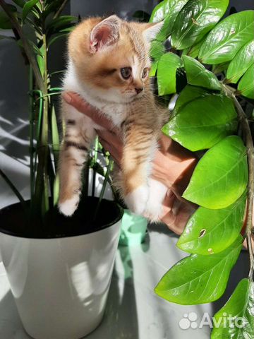 Шотландские прямоухие котята