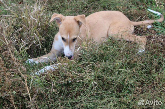 Борзая малышка Барби