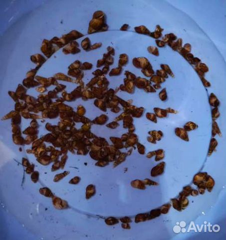 Аквариумные улитки