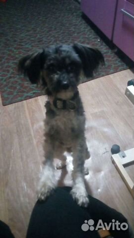 Случка собак