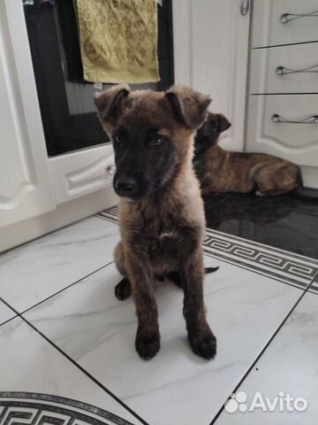 Голландская овчарка