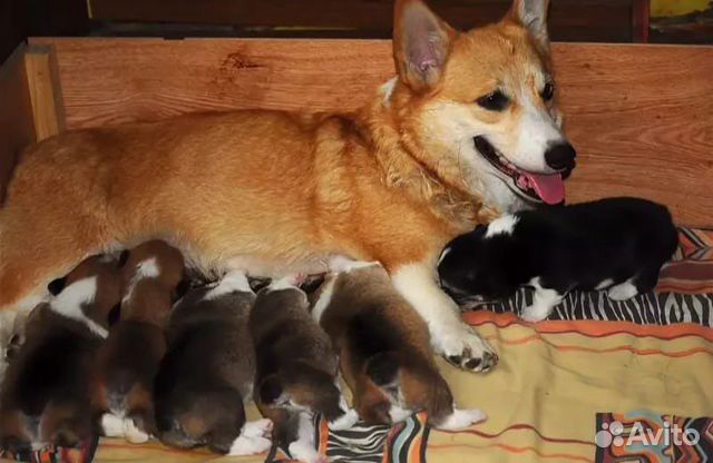 Вельш-корги