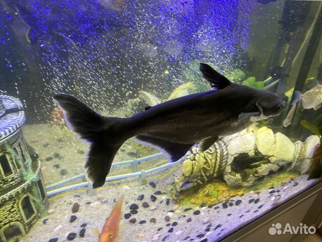 Акулиный сом