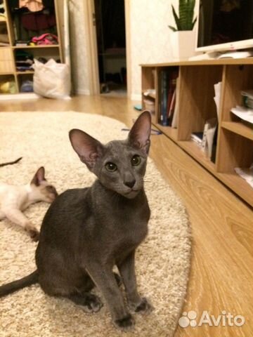 Ориентальный кот