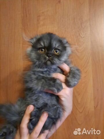 Вислоухая совенок-домовенок