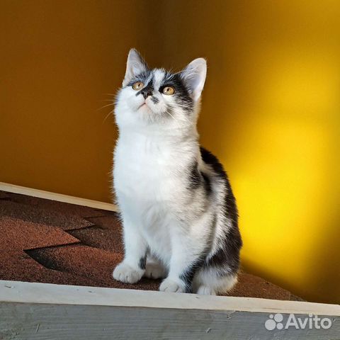 Котенок далматин в добрые руки