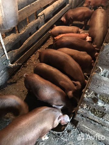 Чистопородный дюрок и помесные