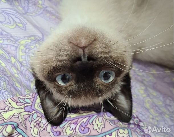 Котик в добрые руки