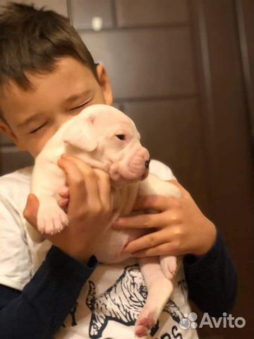 Аргентинский дог щенки