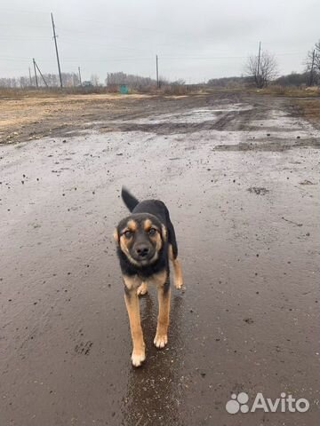 Мини овчарка ищет дом