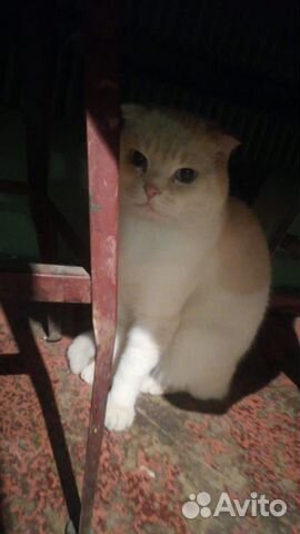 Вислоухий кот