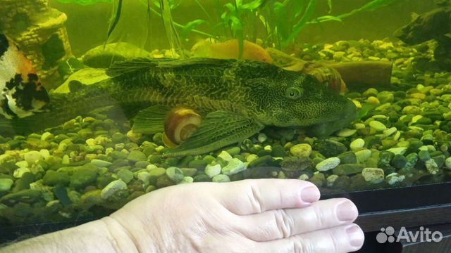 Аквариумные рыбки