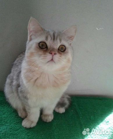 Котик британский плюшевый