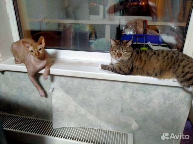 Донской сфинкс и волосатый кот