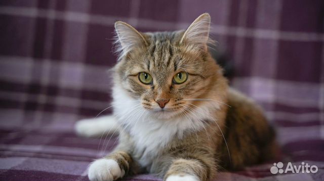 Тусовочная Триша