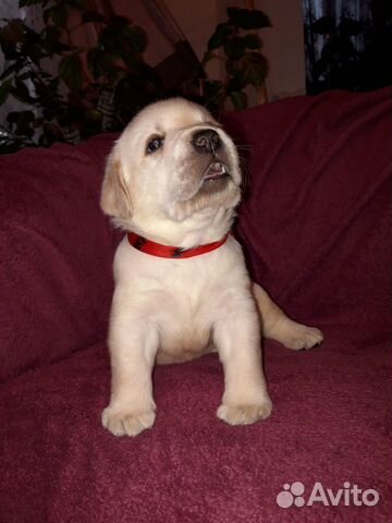 Продажа щенков лабрадор ретривер