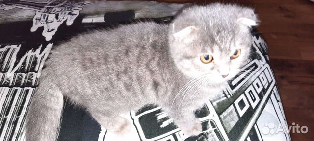 Веслоухая кошка